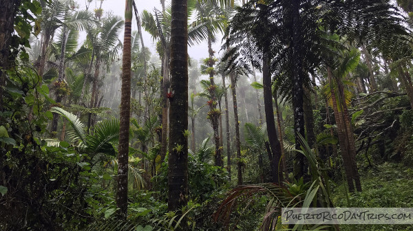 Bosque de Guilarte: A Forest in the Clouds | PRDayTrips