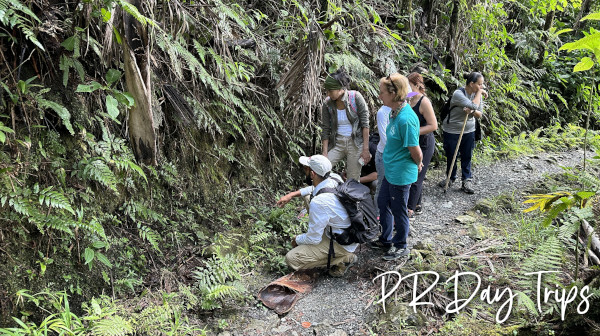 Tour El Yunque with Para La Naturaleza | PRDayTrips
