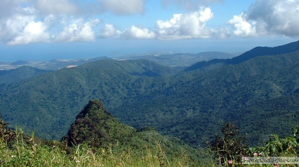 Hike the El Yunque Trail to the Top of the Rain Forest | PRDayTrips