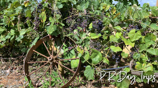 Finca Vista Bella – More Than a Vineyard! | PRDayTrips