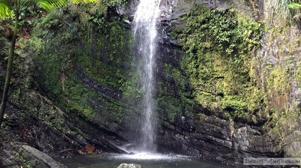 El Yunque Water Plants