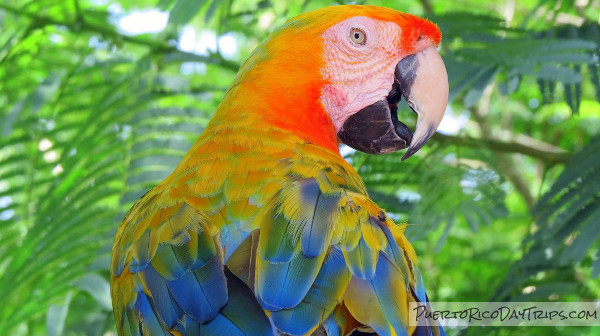 See Rescued Exotic Animals at Kira’s World Mini Zoo | PRDayTrips