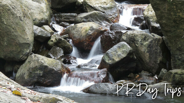 Hike La Mina Trail to La Mina Falls- NOT CURRENTLY OPEN | PRDayTrips