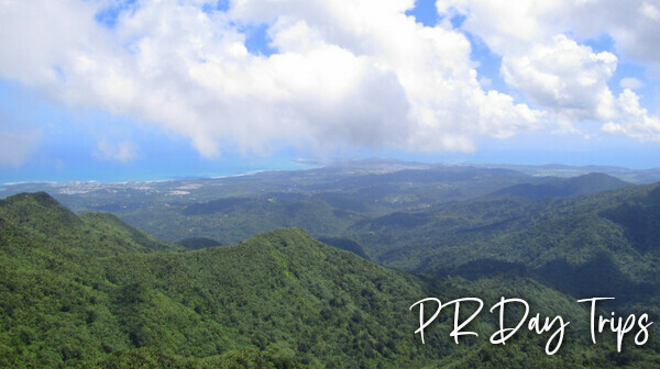 Los Picachos Trail in El Yunque National Forest | PRDayTrips
