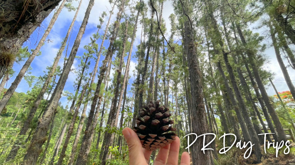 Visit a Pine Forest in Jayuya | PRDayTrips