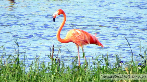 No longer there- “Pinky”, The Flamingo of Camuy | PRDayTrips