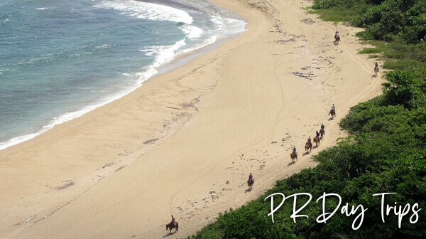 Tropical Trail Rides Beach Horseback Riding in Isabela | PRDayTrips
