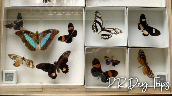 Entomology Biodiversity Bug Museum University of Puerto Rico | PRDayTrips