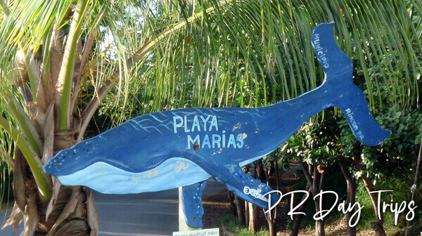 Whale Watching in Rincon | Ballenas Corcovadas | PRDayTrips