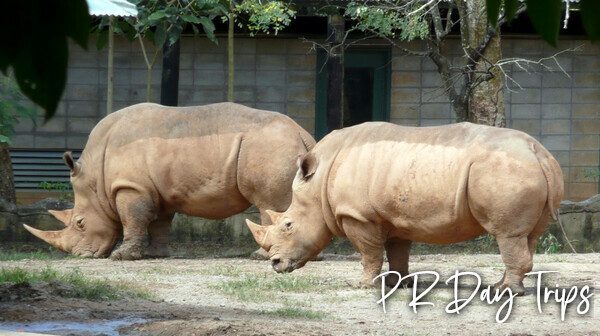 Permanently Closed- Get Wild at the Mayaguez Zoo | PRDayTrips